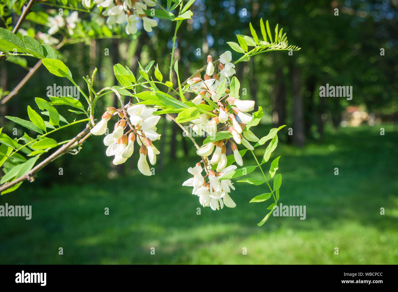 An invasive woody species Black Locust, Robinia pseudoacacia, growing ...