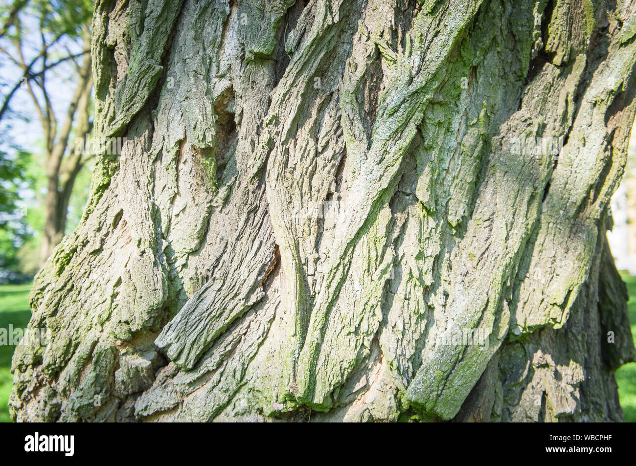 An invasive woody species Black Locust, Robinia pseudoacacia, growing ...