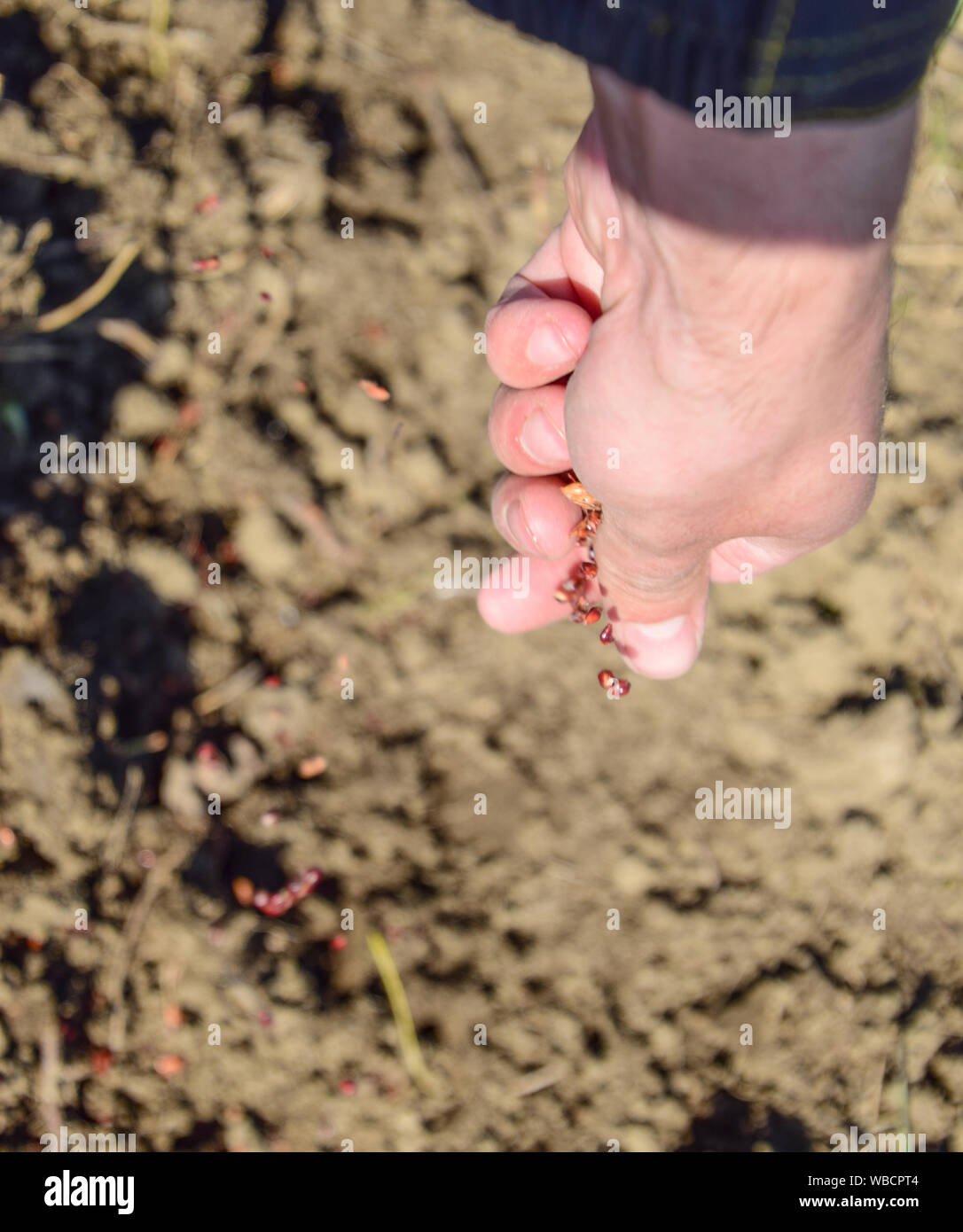 Sowing of maize out of hand. Manual planting of corn in the garden ...
