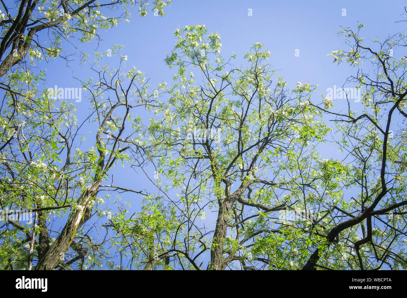 An invasive woody species Black Locust, Robinia pseudoacacia, growing ...