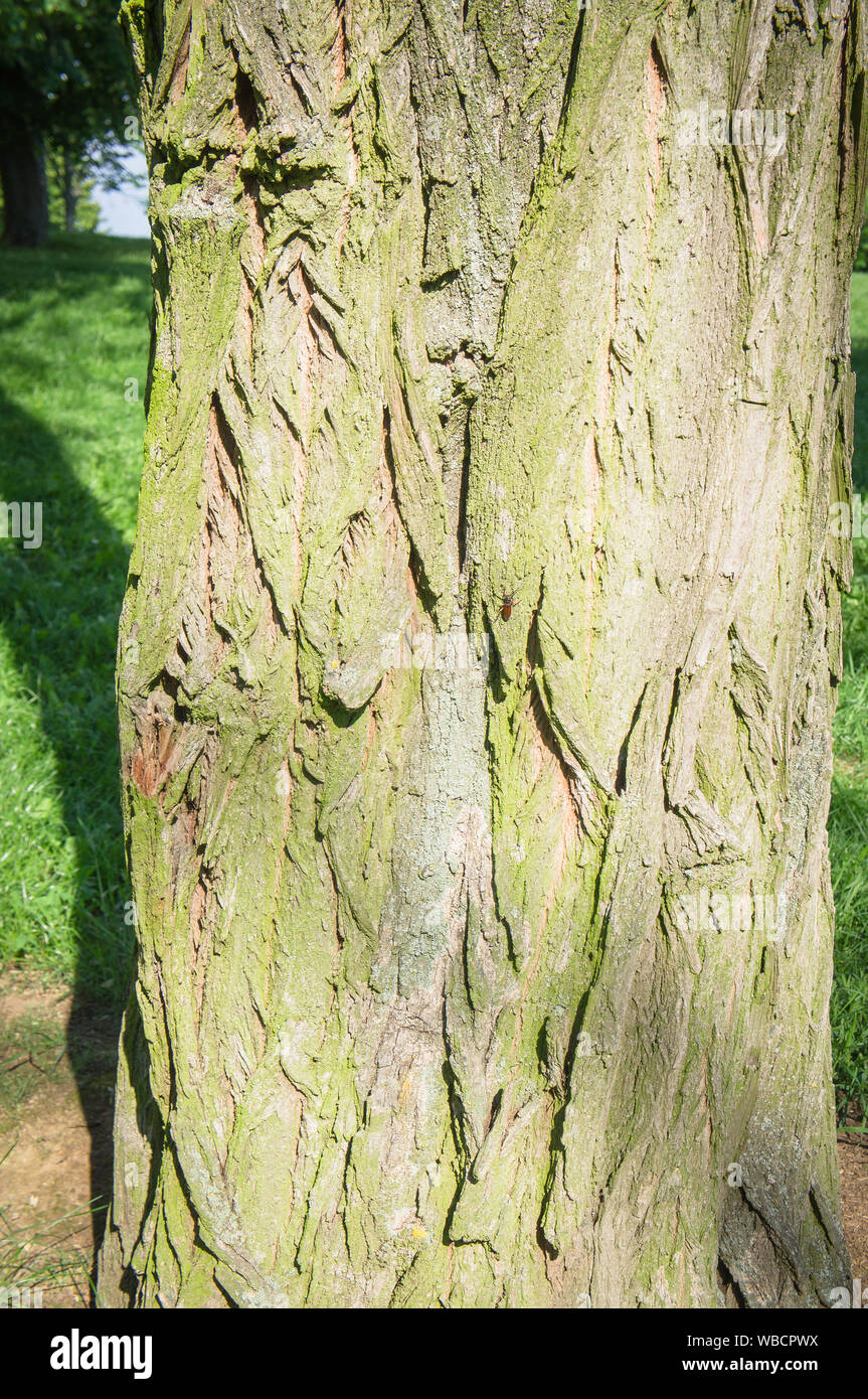 An invasive woody species Black Locust, Robinia pseudoacacia, growing ...