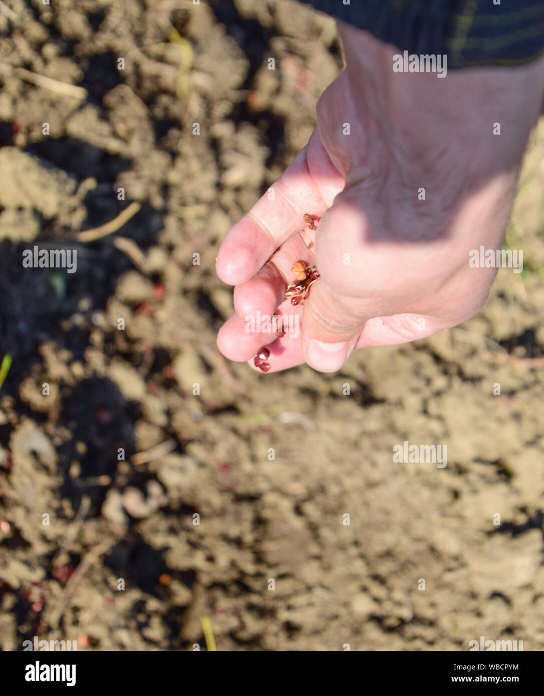 Sowing of maize out of hand. Manual planting of corn in the garden ...