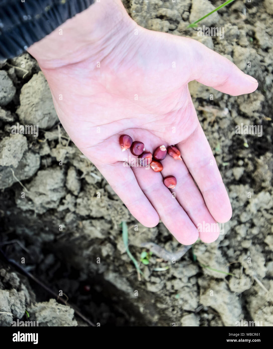 Sowing of maize out of hand. Manual planting of corn in the garden ...
