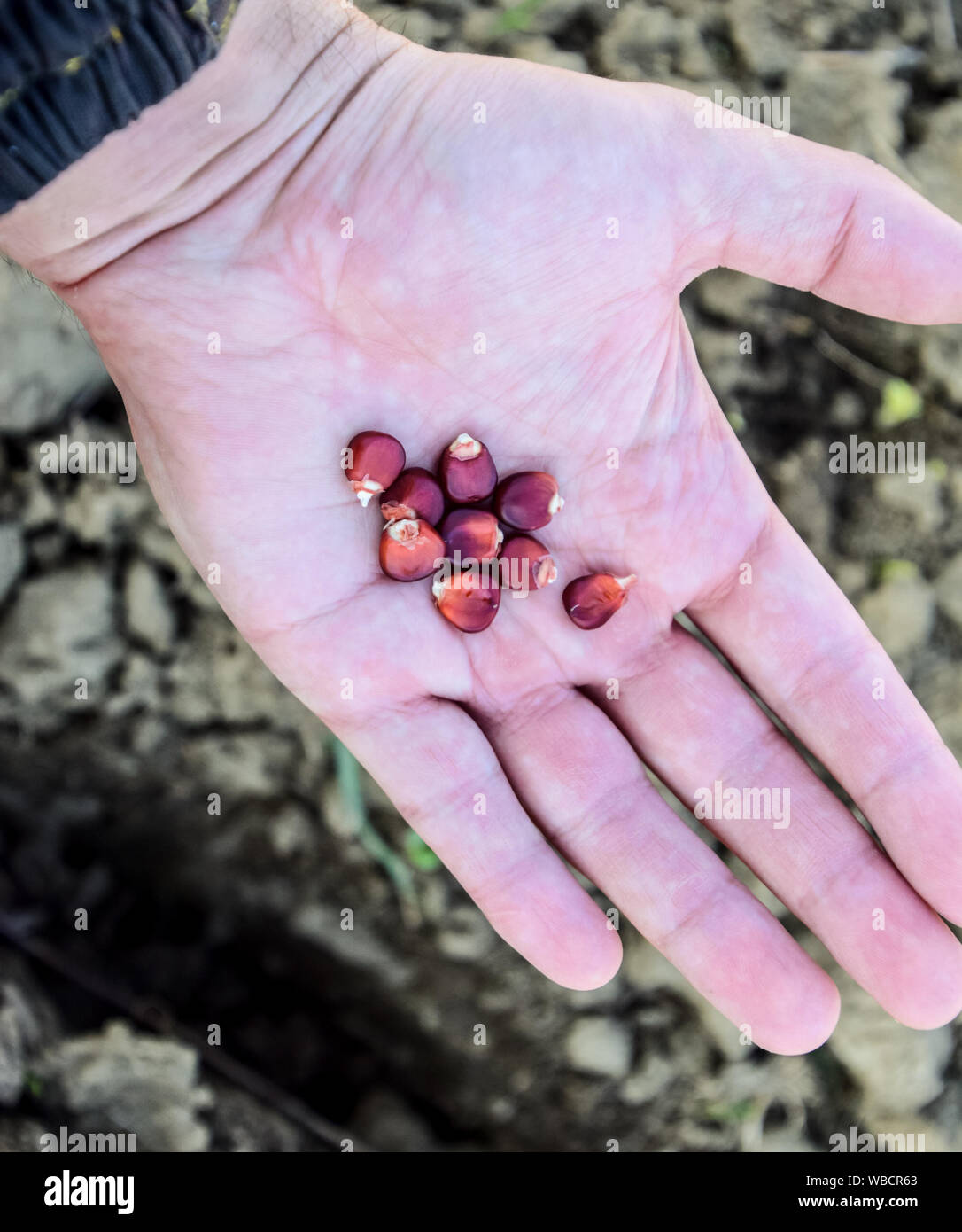 Sowing of maize out of hand. Manual planting of corn in the garden ...