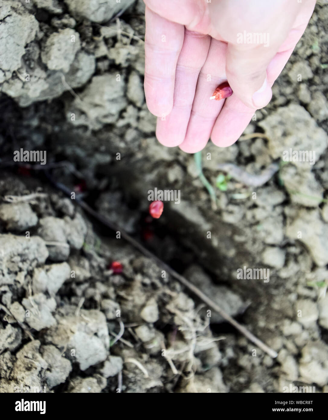 Sowing of maize out of hand. Manual planting of corn in the garden ...