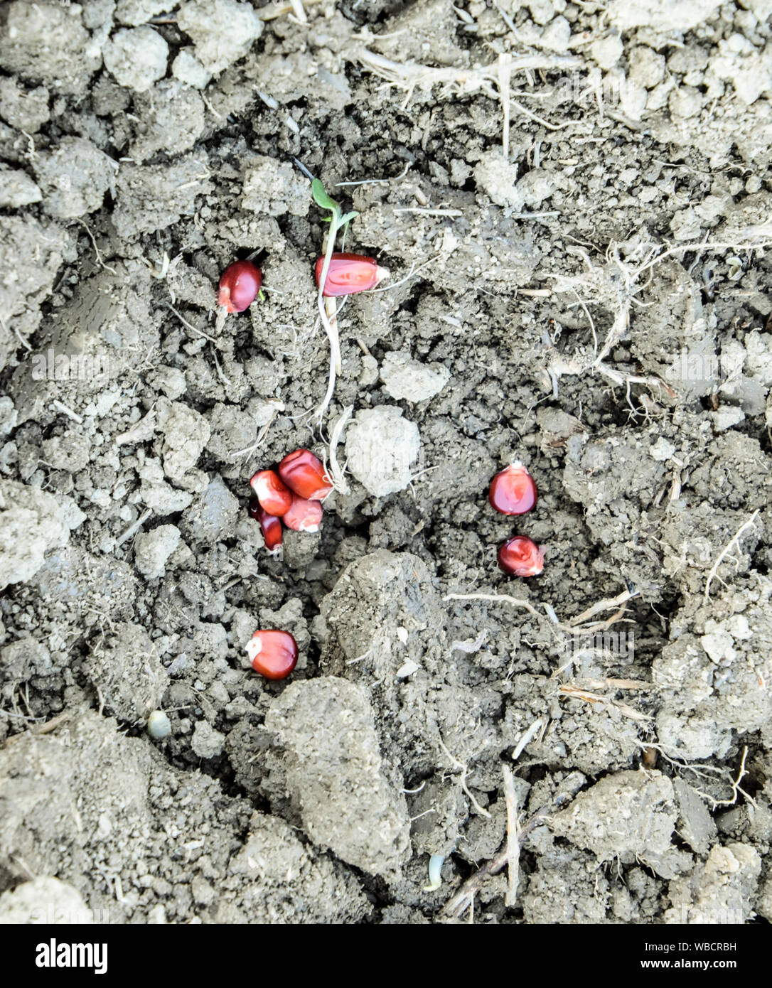 Sowing of maize out of hand. Manual planting of corn in the garden ...