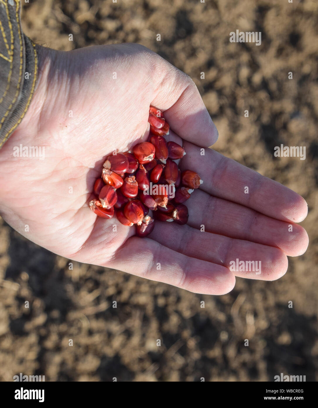 Sowing of maize out of hand. Manual planting of corn in the garden ...