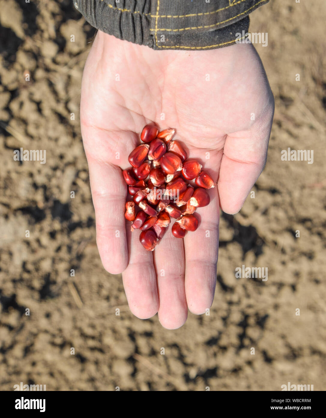Sowing of maize out of hand. Manual planting of corn in the garden ...