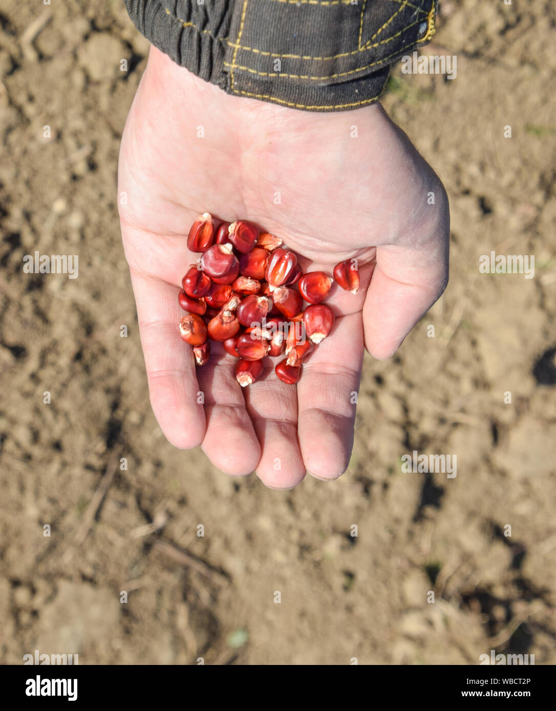 Sowing of maize out of hand. Manual planting of corn in the garden ...