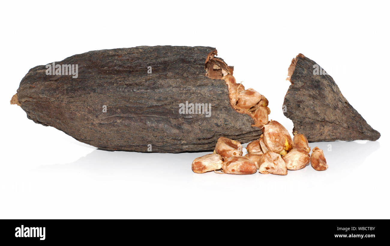 Cacao theobroma fruit on hi-res stock photography and images - Alamy