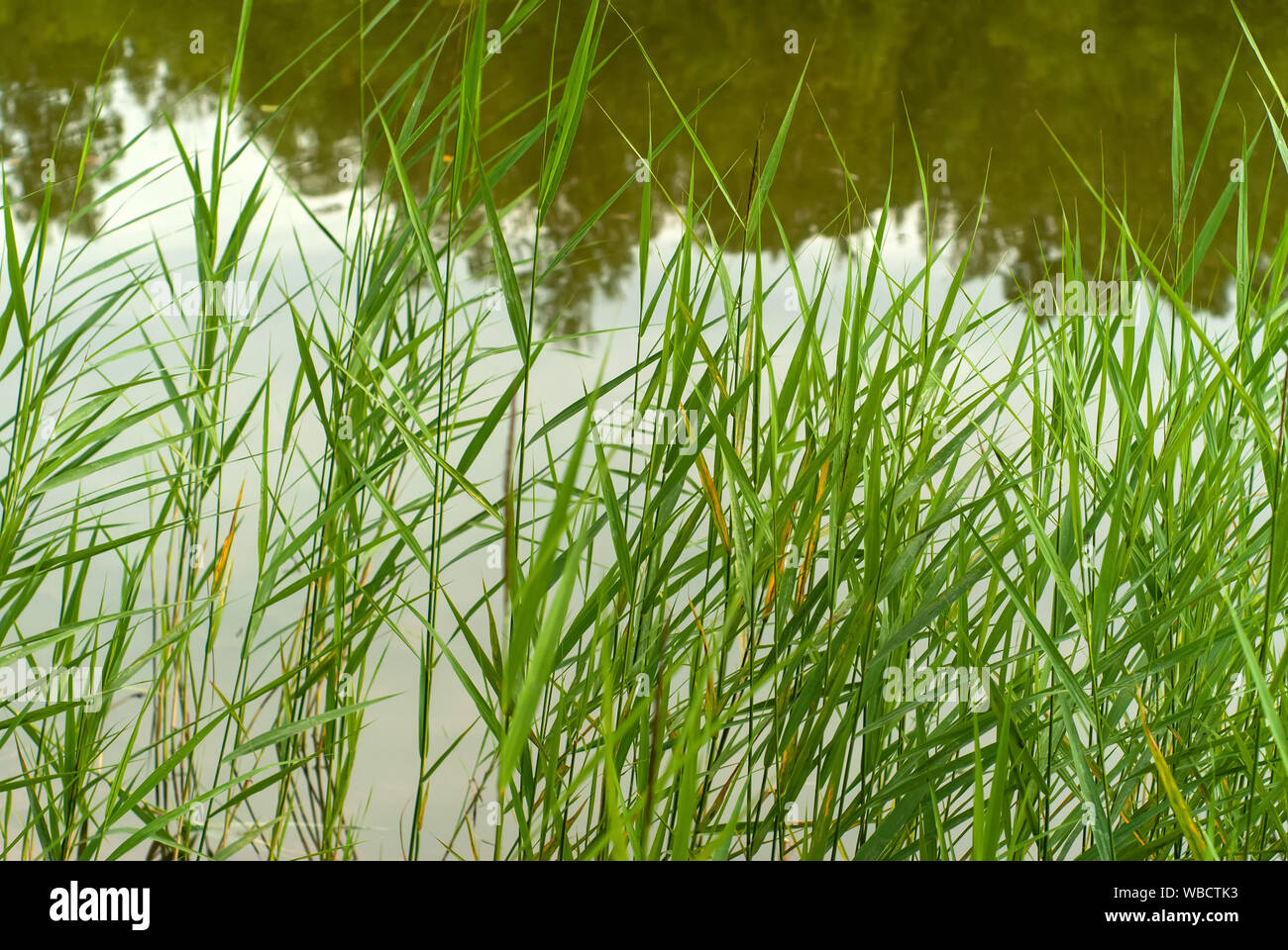 natural background - coastal reed and water Stock Photo - Alamy