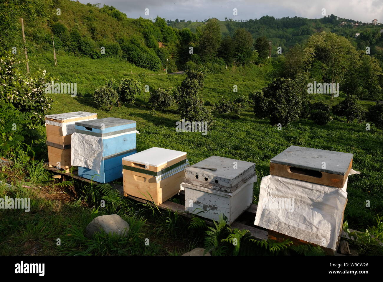 all together tea plant, bee hives and fruit-trees in trabzon turkey ...