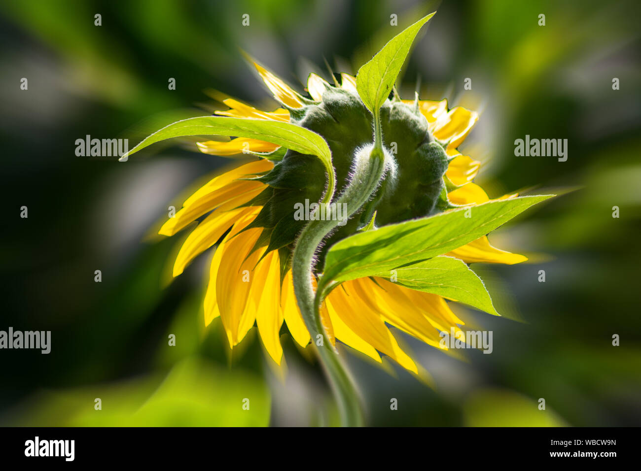Concept flora : The sunflower from behind Stock Photo - Alamy