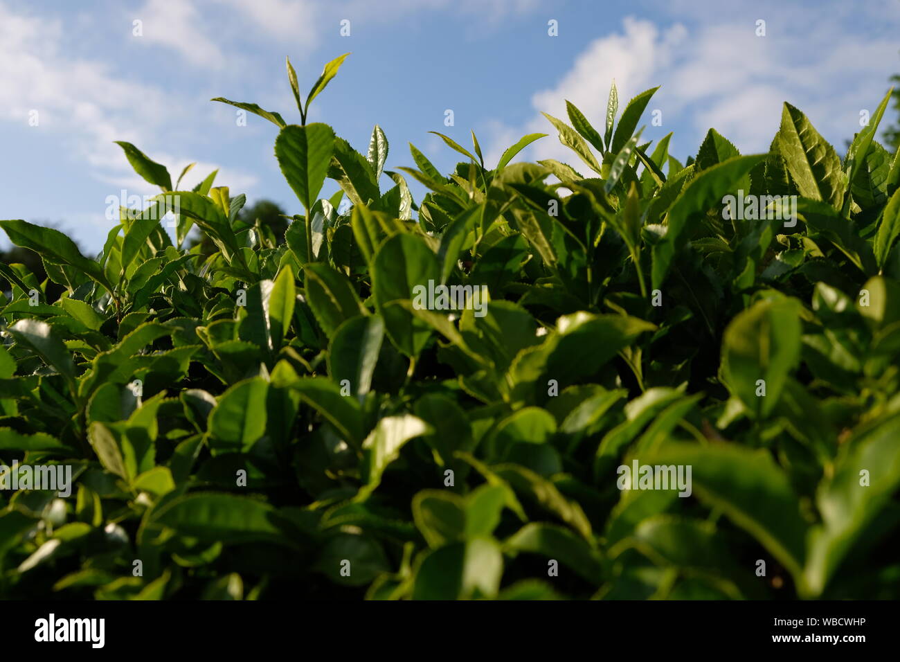 Agroforestry plant hi-res stock photography and images - Alamy