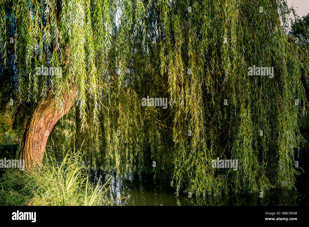 Weeping willow on a pond in santeny, france Stock Photo - Alamy