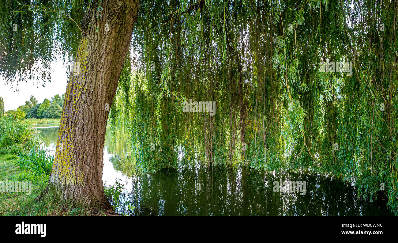 Weeping willow on a pond in santeny, france Stock Photo - Alamy