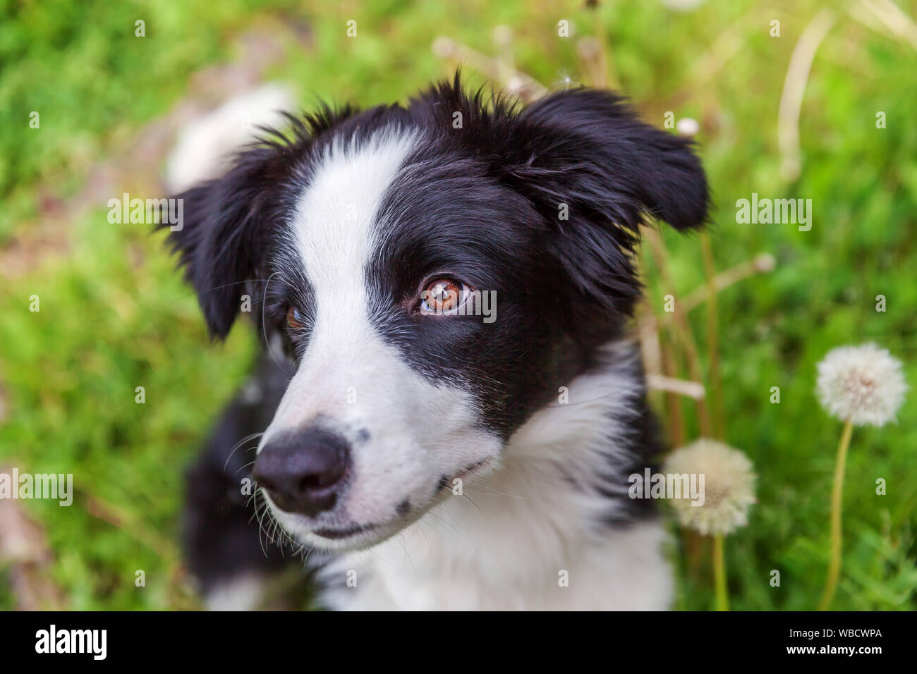 Funny outdoor portrait of cute smilling puppy border collie sitting on ...