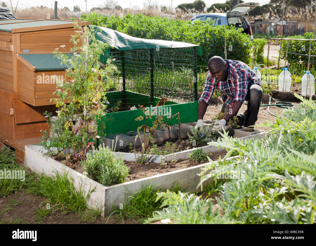 Young man enjoying pastime in homestead, working near henhouse Stock ...