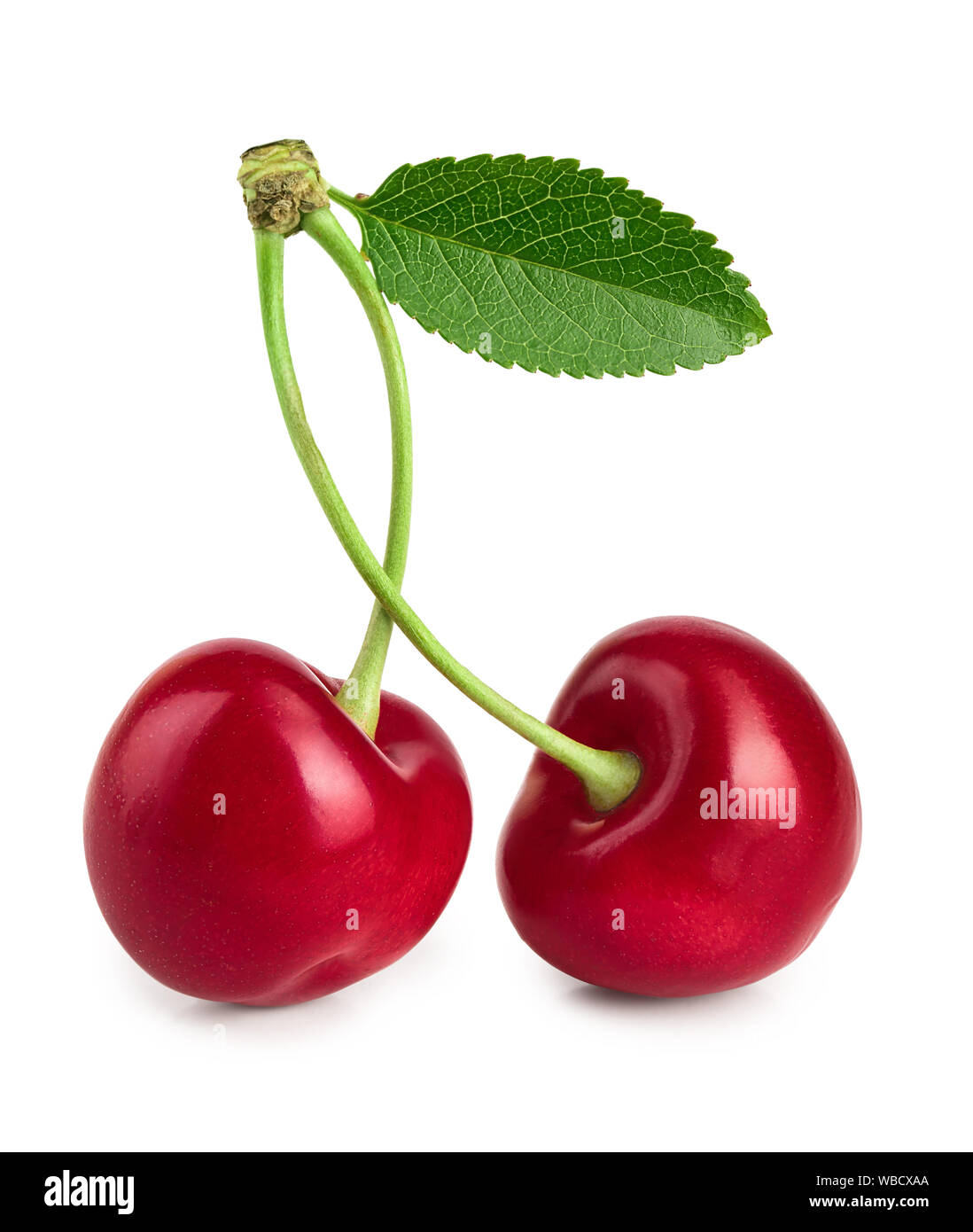 Two cherries with leaf closeup isolated on white background Stock Photo ...