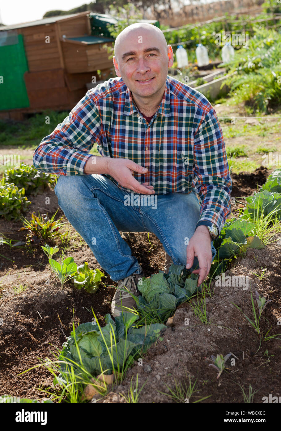 Smiling man engaged in cultivation of organic vegetables, checking ...