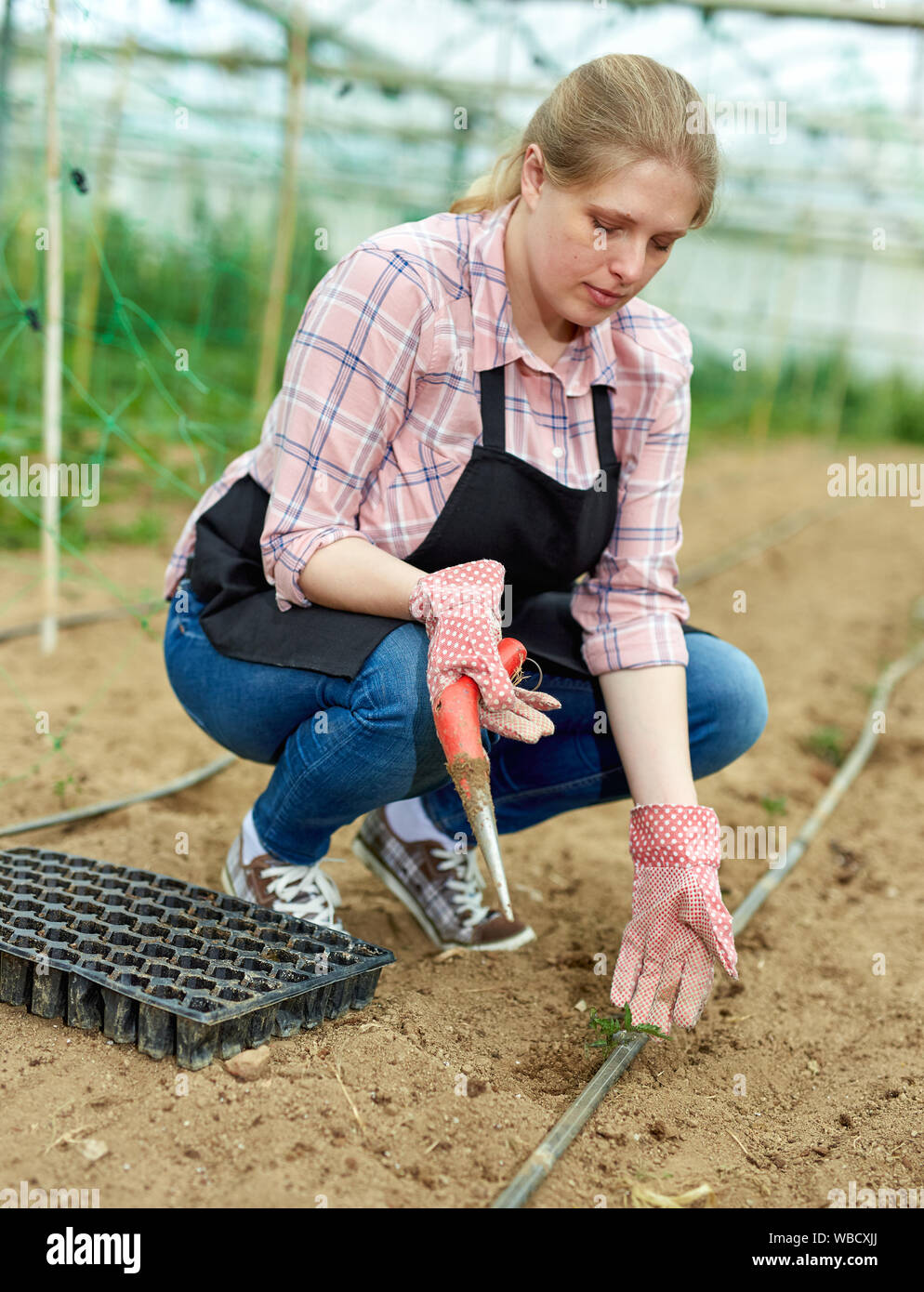 Confident woman farm worker working with seedlings in glasshouse Stock ...