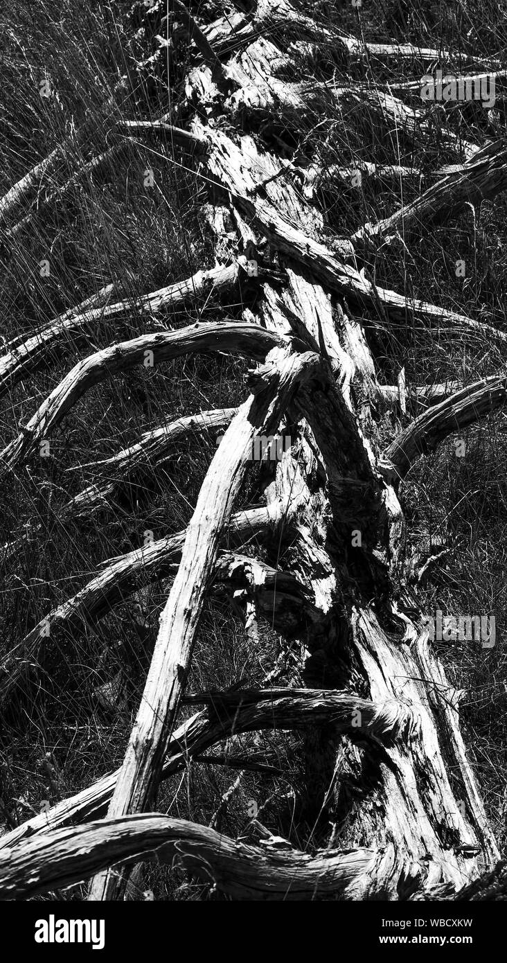 B&W picture of a dead fir tree, Vercors plateau, near Corrençon, Isere ...