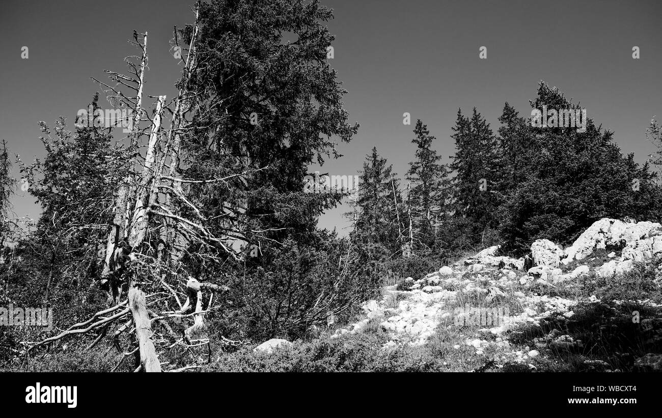 B&W mountainscape with Dead fir trees, Vercors plateau, near Corrençon ...