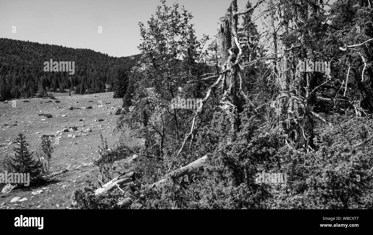 B&W picture of Dead fir trees, Vercors plateau, near Corrençon, Isere ...