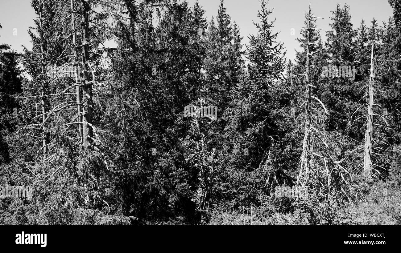 Dead fir trees Black and White Stock Photos & Images - Alamy