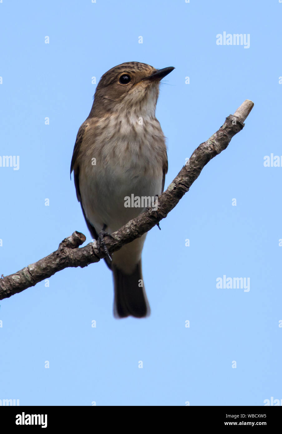 Spotted Flycatcher part of a family group on migration through the ...
