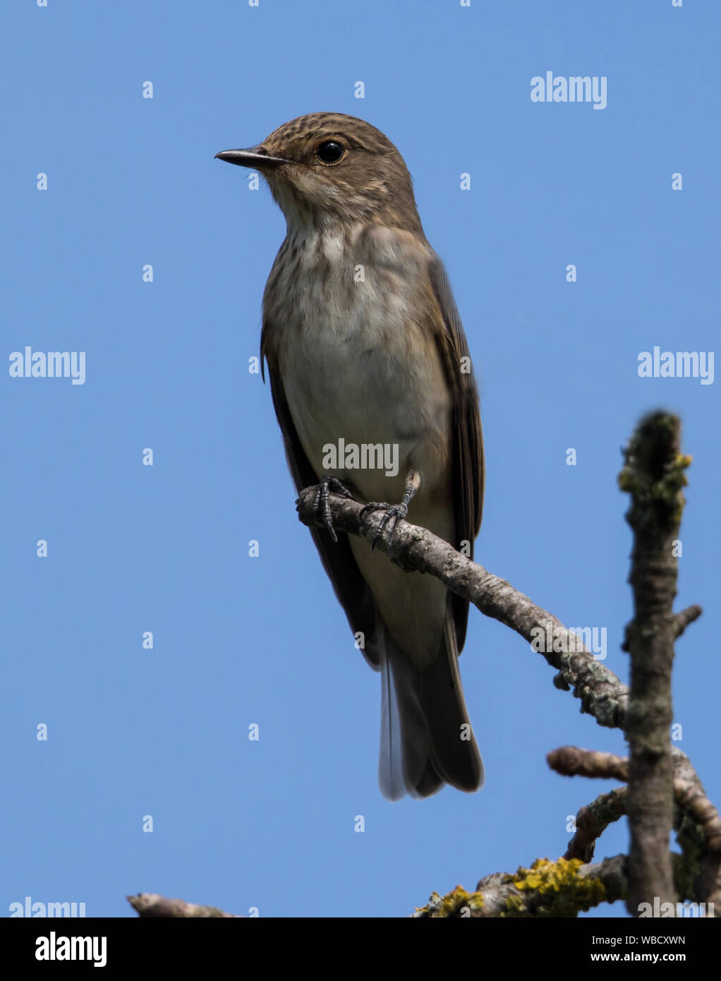 Spotted Flycatcher part of a family group on migration through the ...