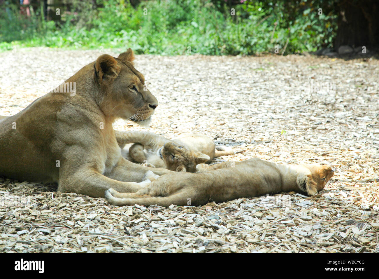 Lioness and Cubs at Lion Lodge, Port Lympne Wild Animal Park Stock ...