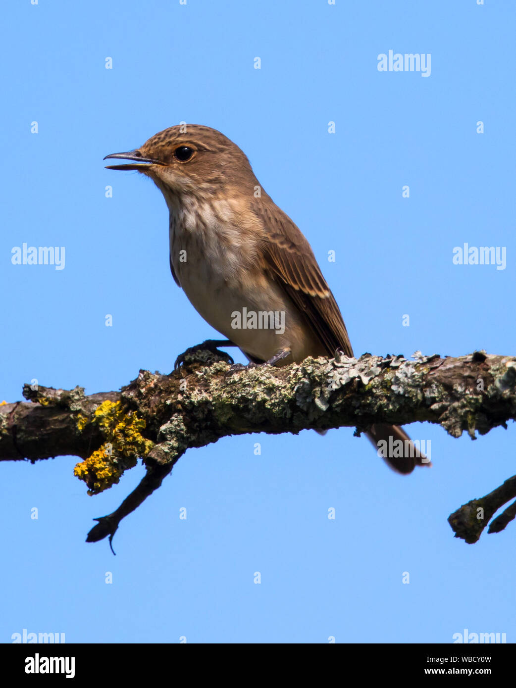 Spotted Flycatcher part of a family group on migration through the ...