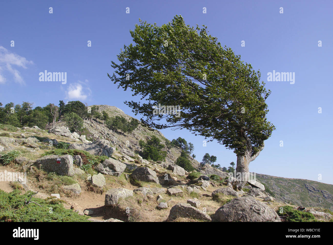 windswept beech tree near Bocca San Pedru, France, Corsica, GR20 Stock ...