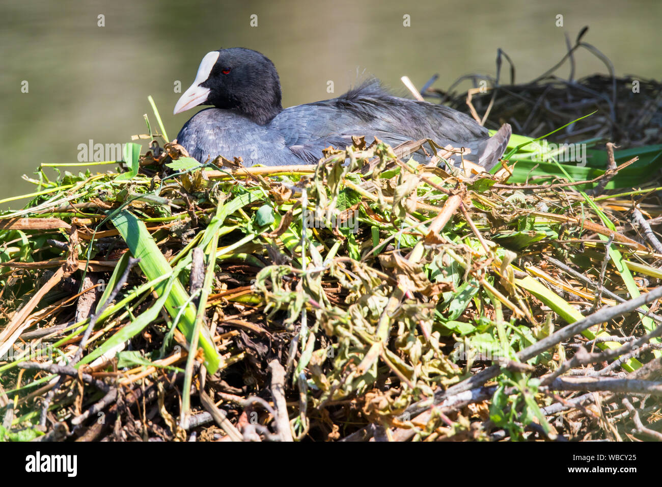 Coot incubating its eggs on a massive nest structure Stock Photo - Alamy