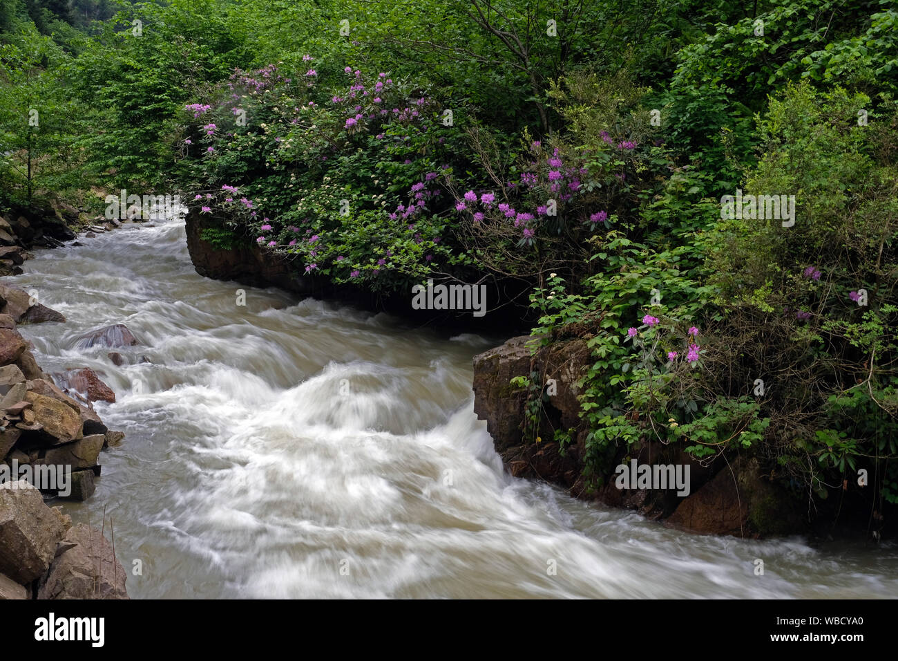 Vegetation environment hi-res stock photography and images - Alamy