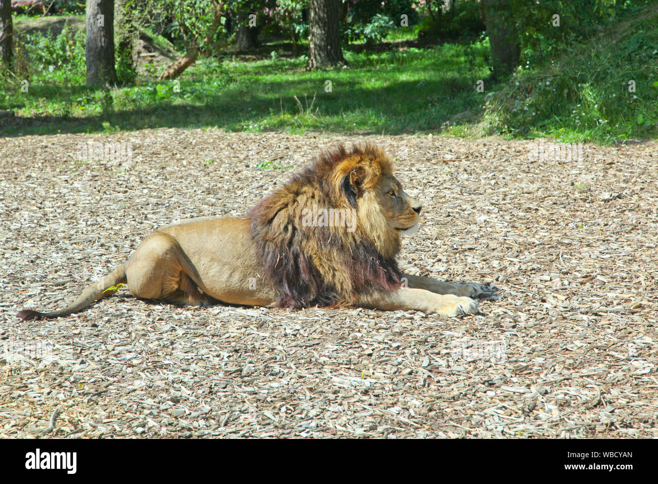 Lion at Lion Lodge, Port Lympne Wild Animal Park Stock Photo - Alamy