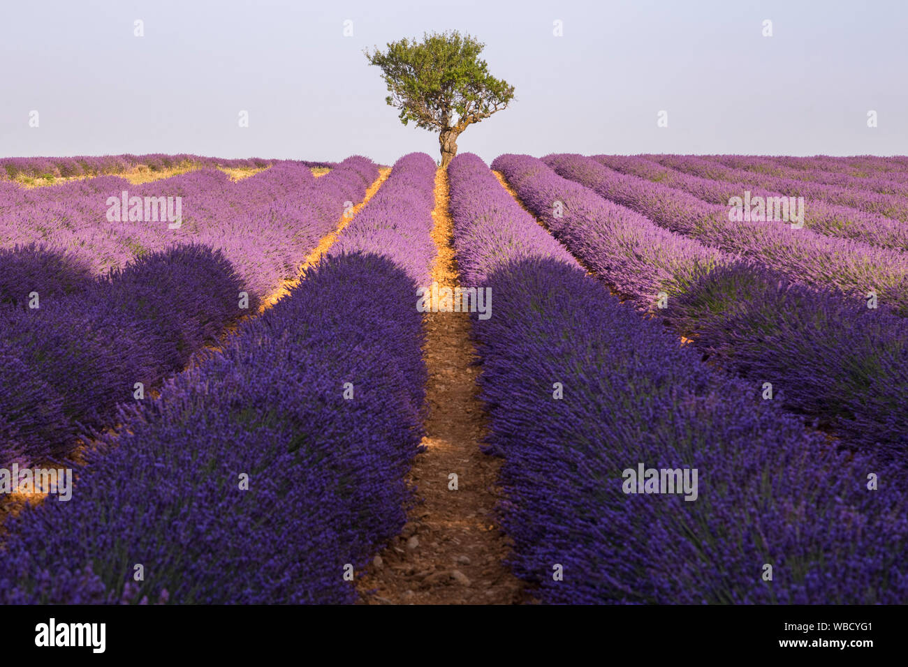 Albero tree hi-res stock photography and images - Alamy
