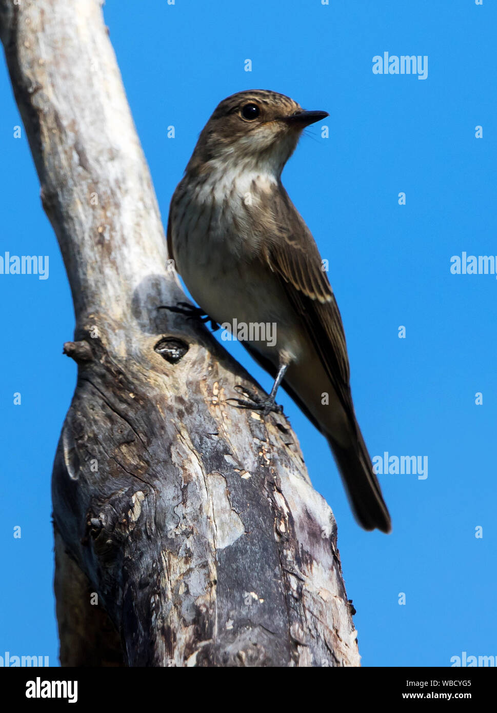 Spotted Flycatcher part of a family group on migration through the ...
