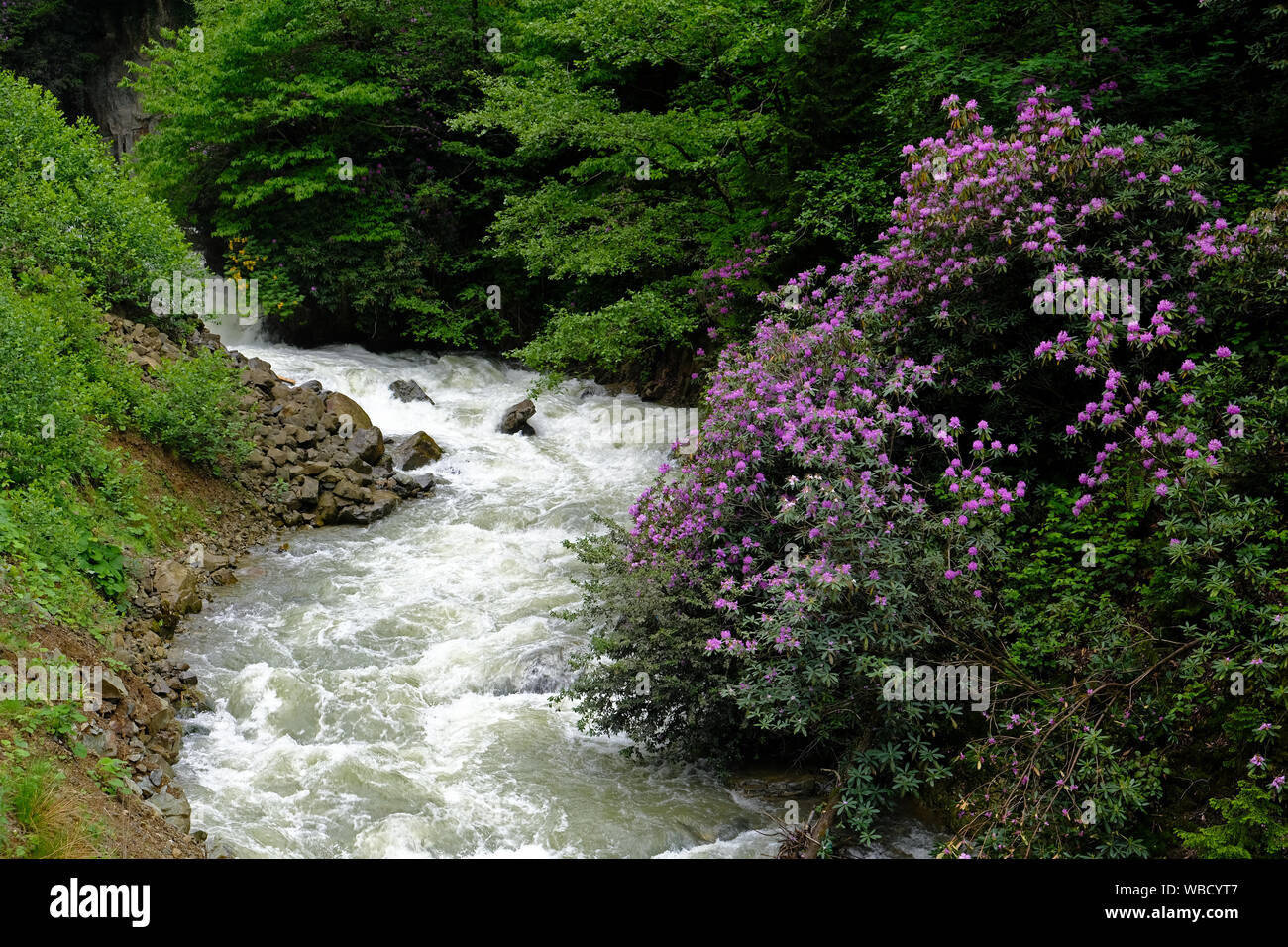 Vegetation environment hi-res stock photography and images - Alamy