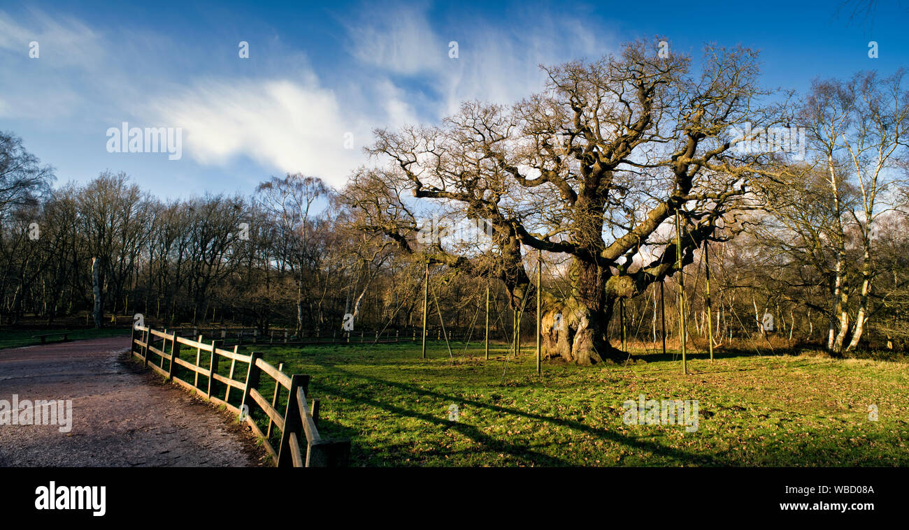Major oak sherwood hi-res stock photography and images - Alamy