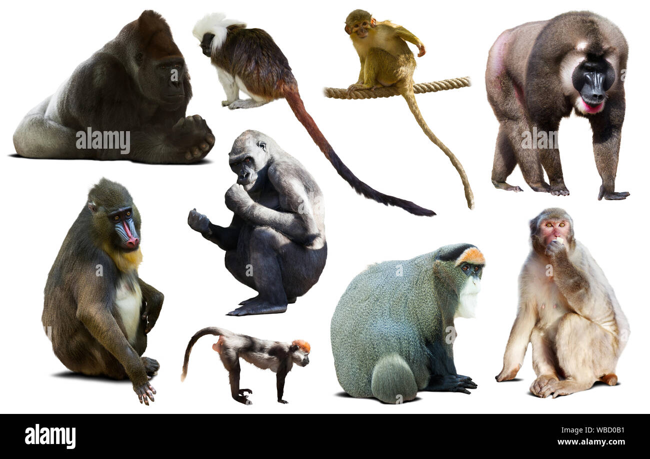 set of primates isolated on white background Stock Photo - Alamy