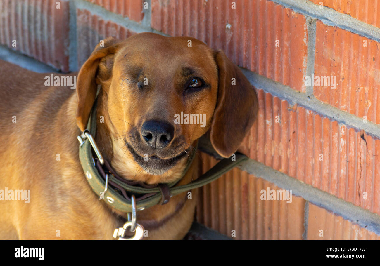 Wall eyed dog hi-res stock photography and images - Alamy