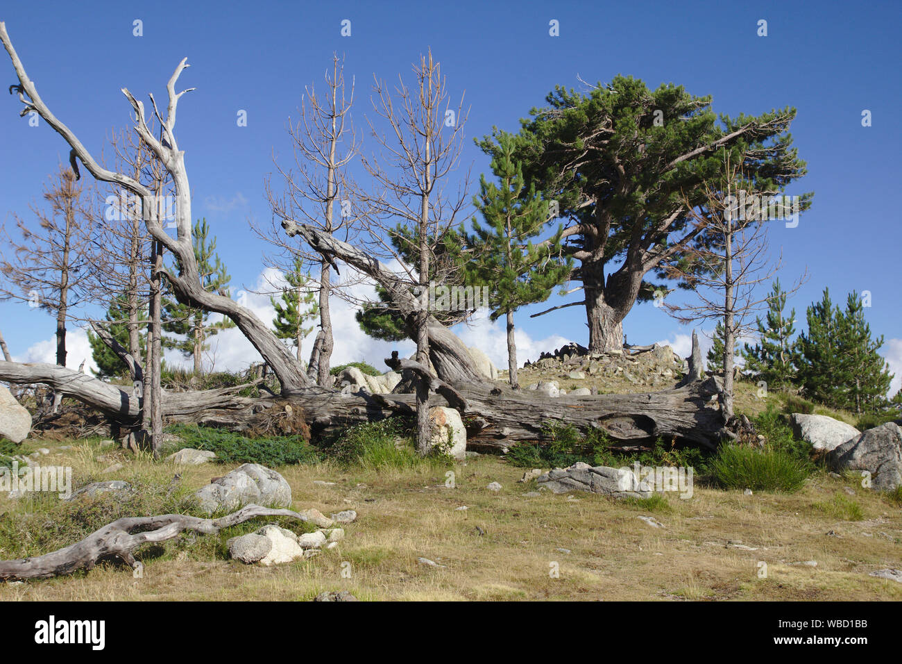 Bergeries de cardo hi-res stock photography and images - Alamy