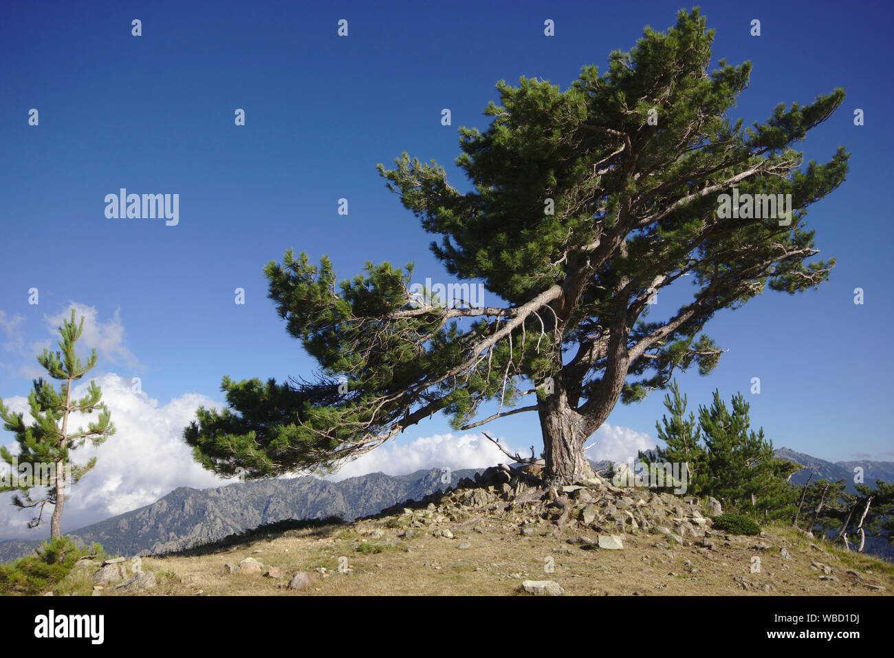 Old tree near Bergeries de Cardo, France, Corsica, GR20 Stock Photo - Alamy