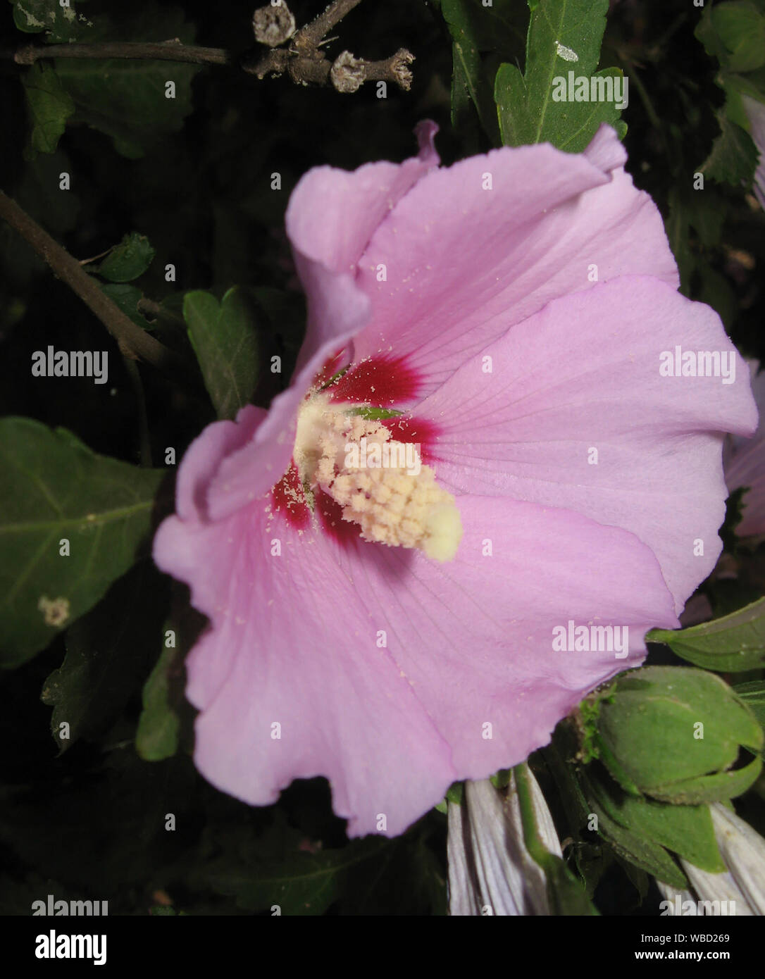 The Flower mallow pink color. Blooming mallow Stock Photo - Alamy