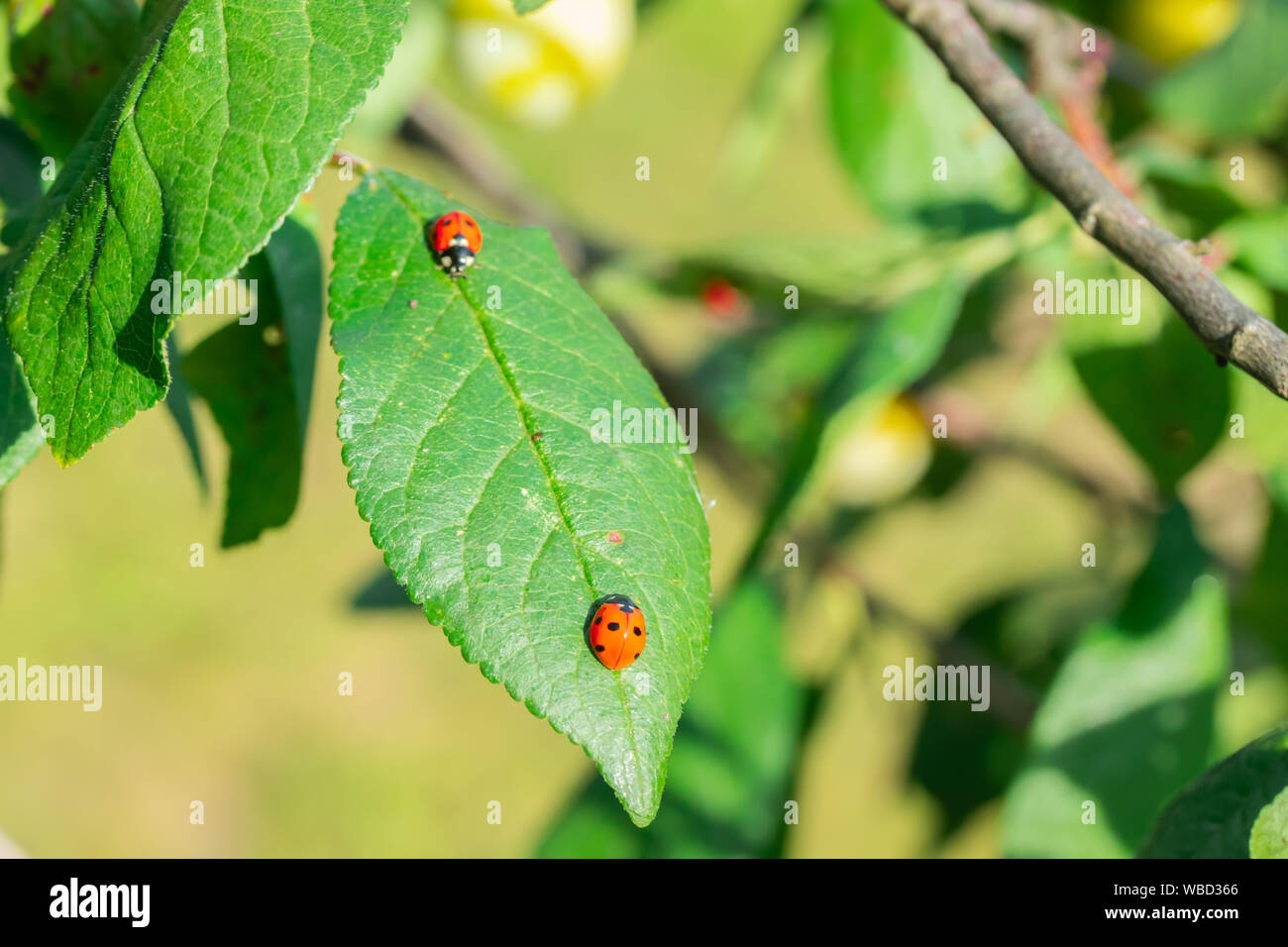 Ladybugs in the spring sun hi-res stock photography and images - Alamy