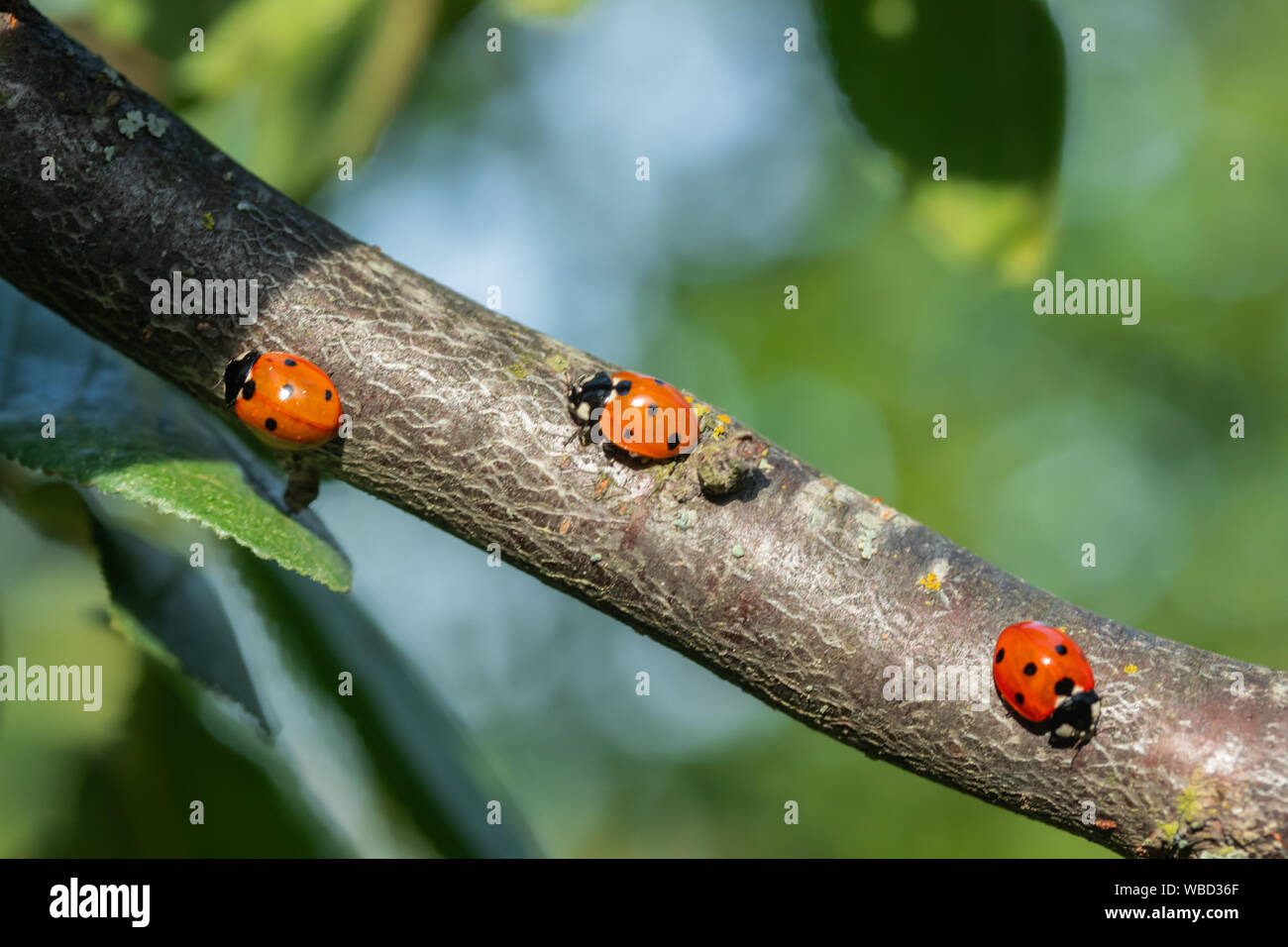 Ladybug On Leaf In Tree