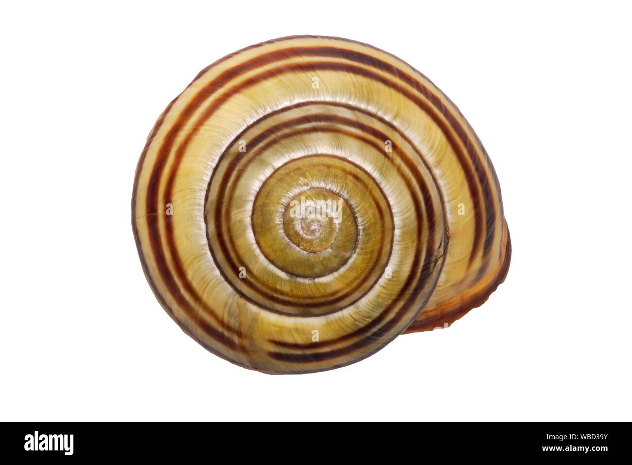 Snail shell isolated on a white background Stock Photo - Alamy