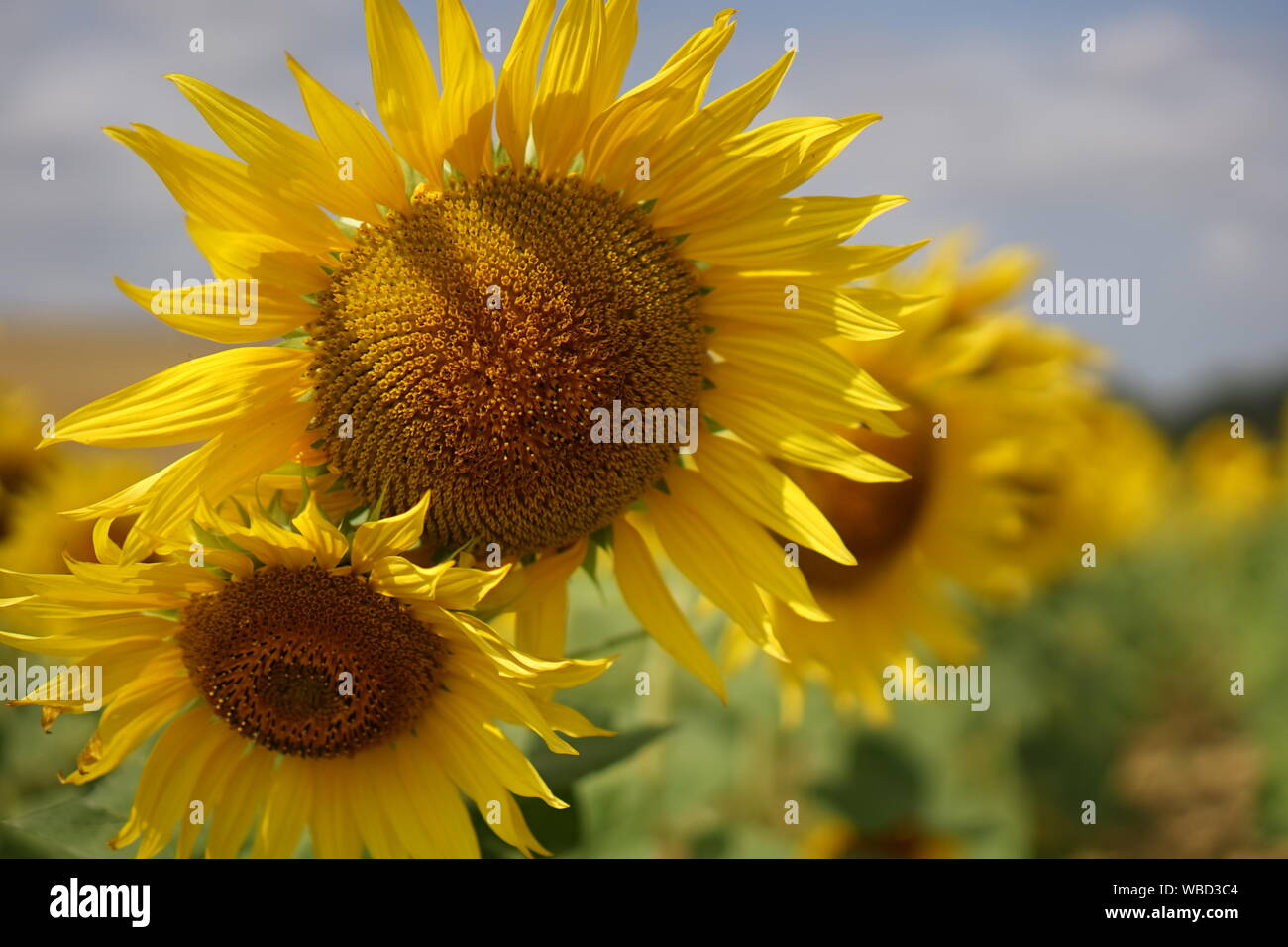 A few sunflowers in a field of sunflowers Stock Photo - Alamy
